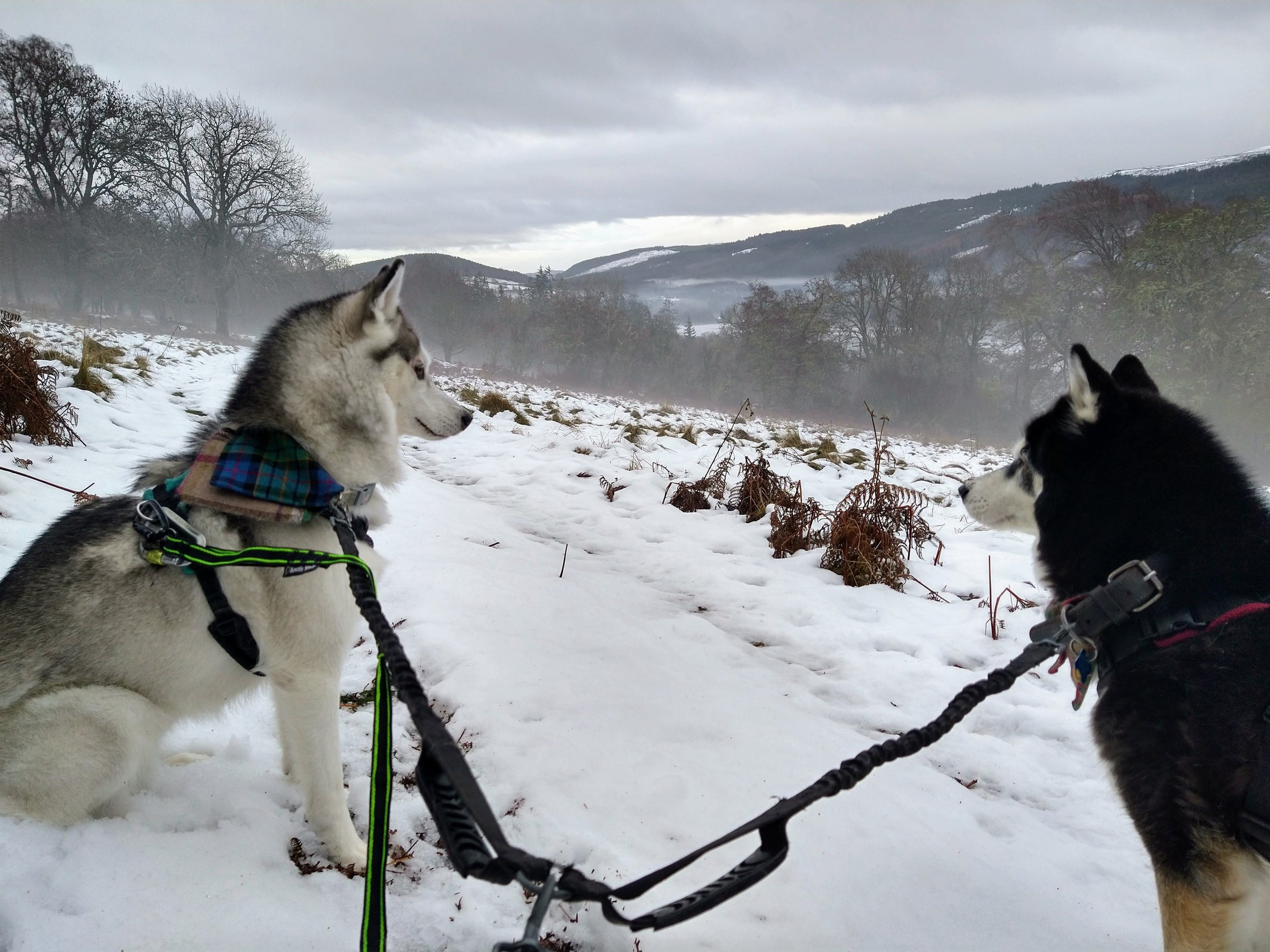 Your local adventures for your dog