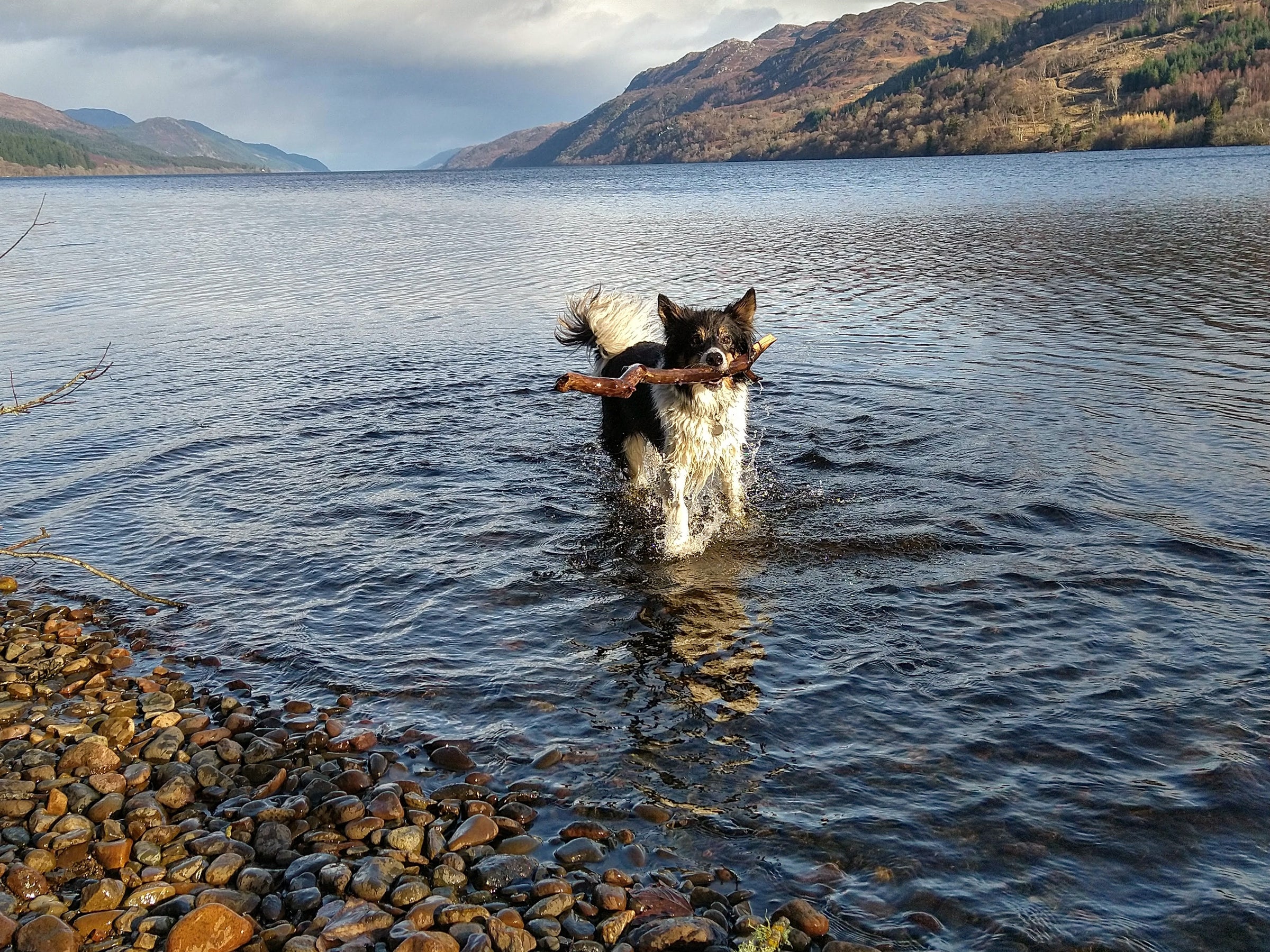 Your local adventures for your dog