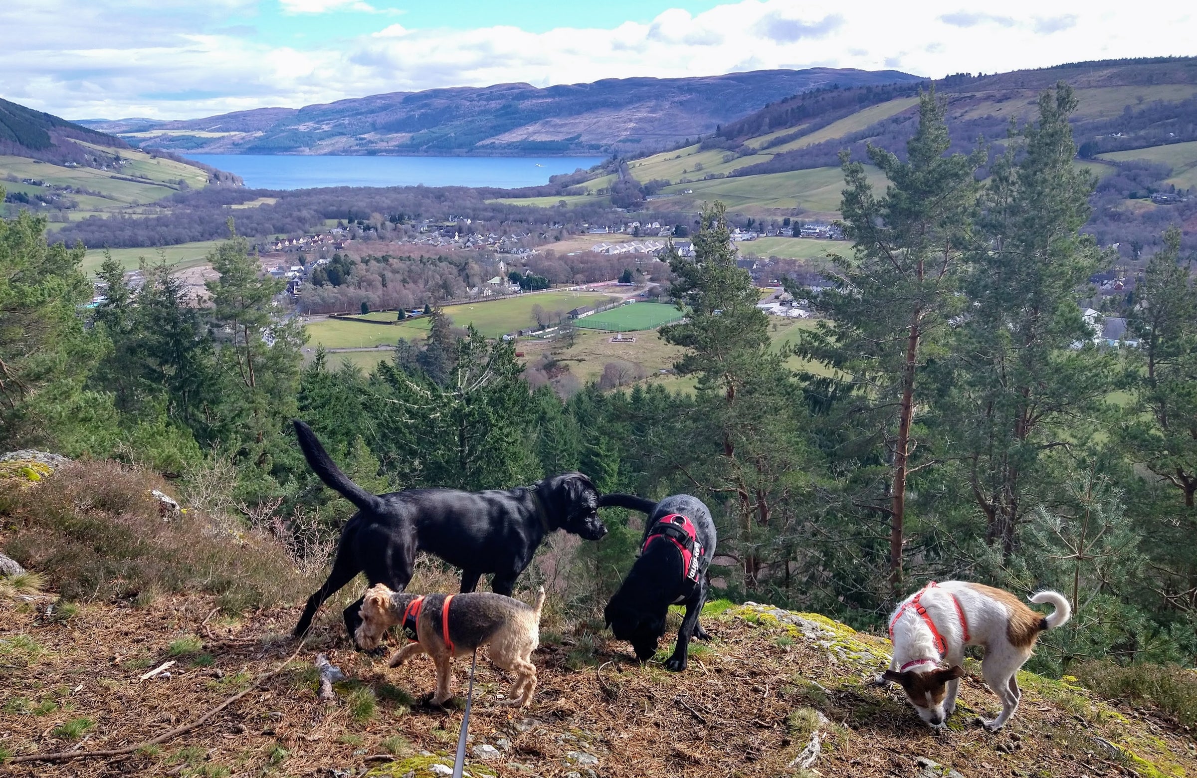 Your local adventures for your dog