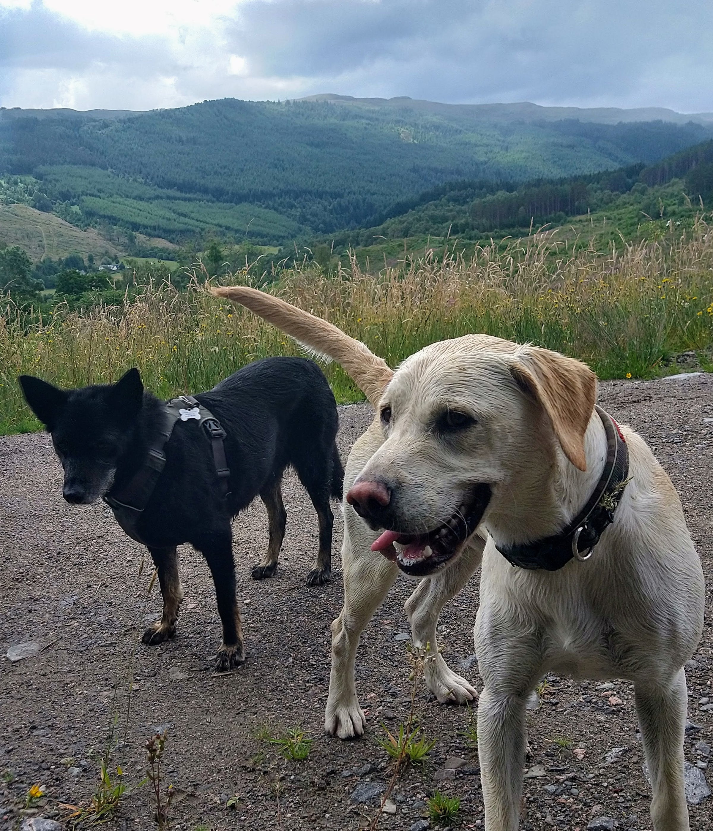 Your local adventures for your dog