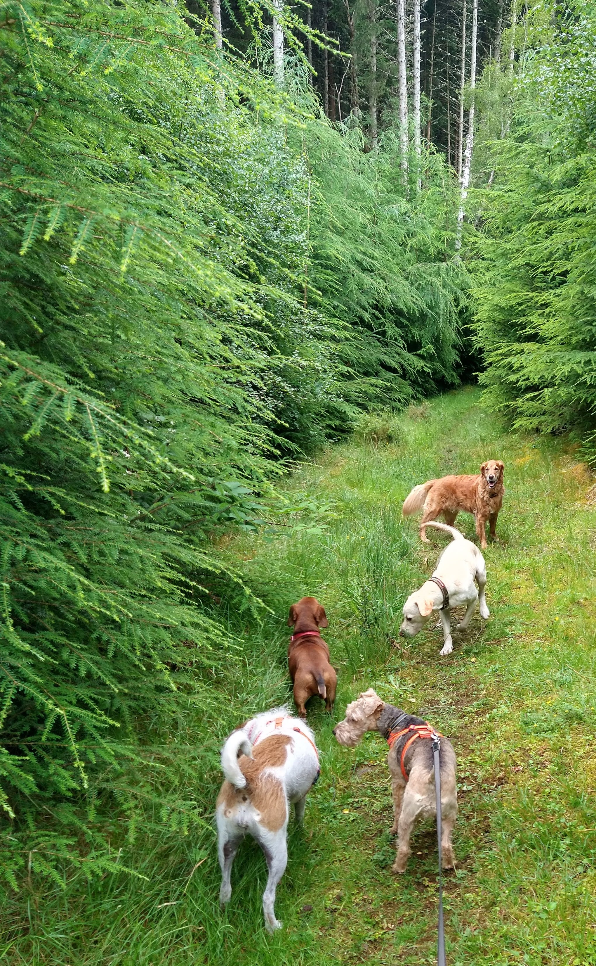 Your local adventures for your dog