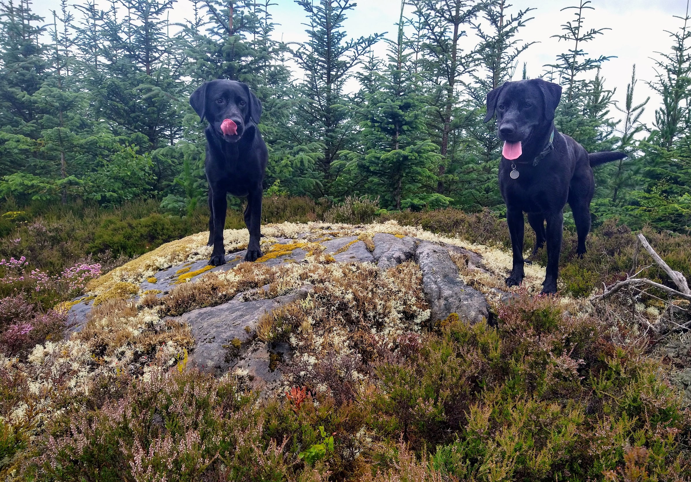 Your local adventures for your dog