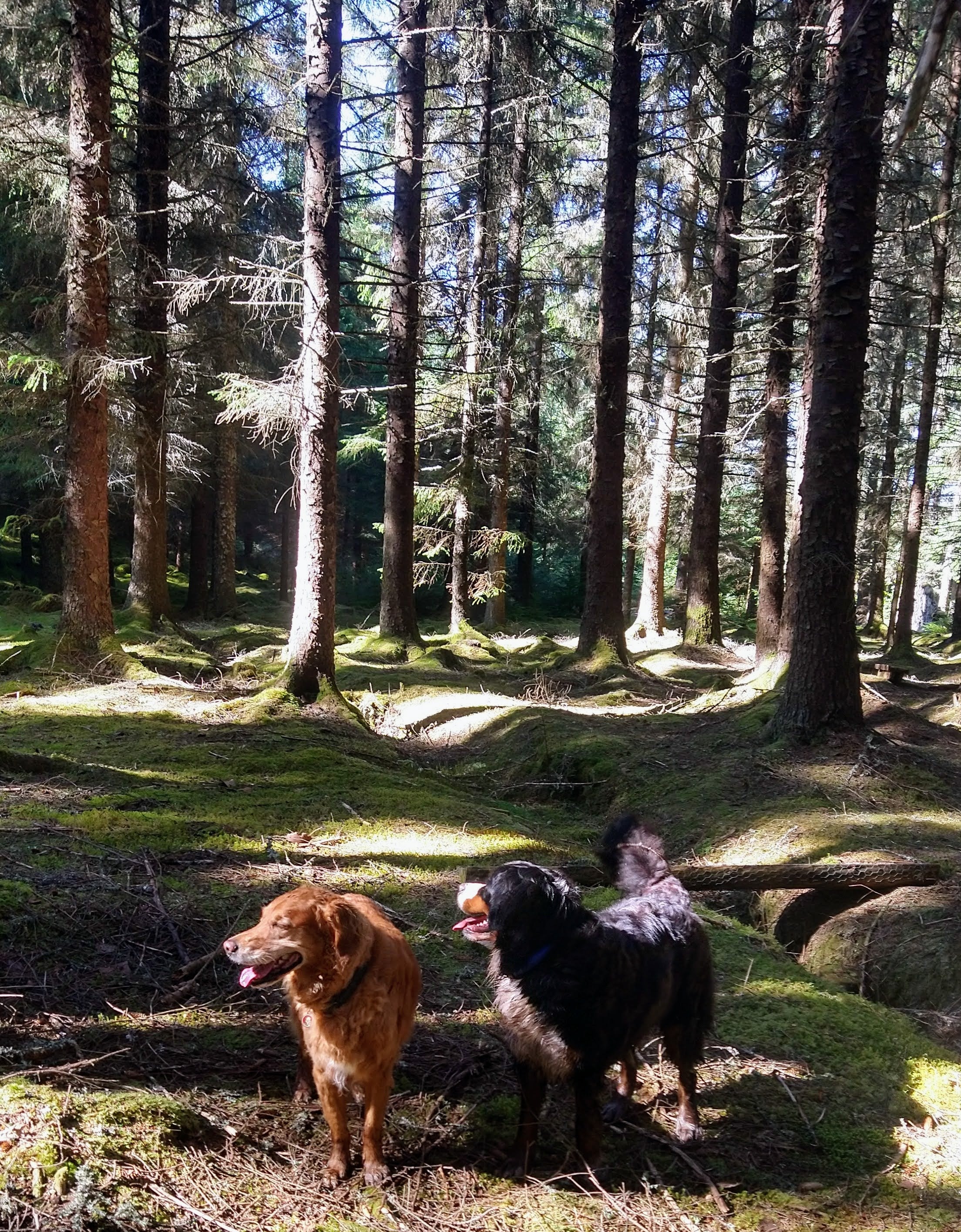 Your local adventures for your dog